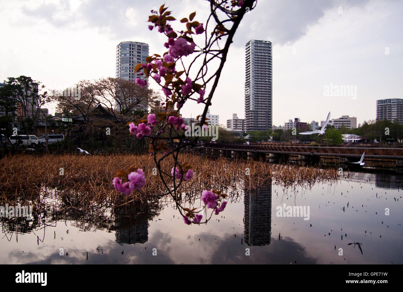 Apartment blocks reflected in a pond in Ueno Park in Tokyo, Japan Stock ...
