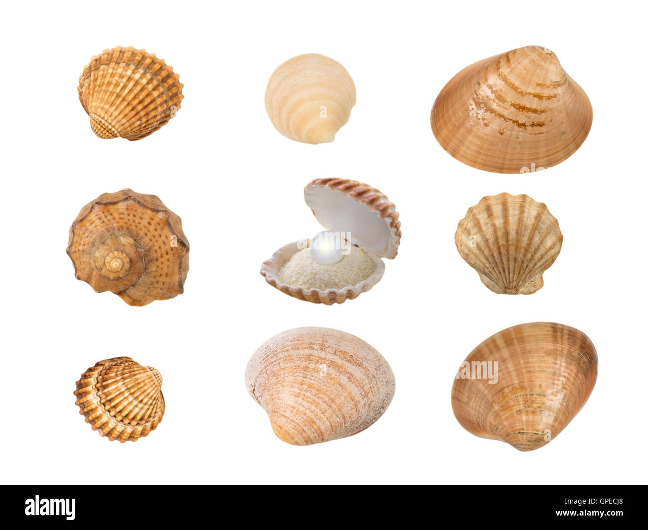 Set of nine seashells isolated on white Stock Photo - Alamy