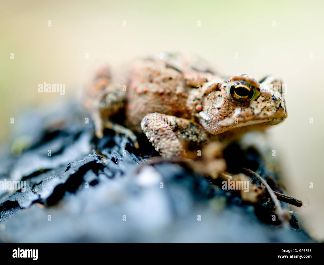 Toad on Leaf Litter Stock Photo - Alamy