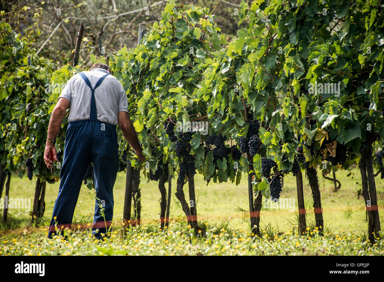 Chianti red hi-res stock photography and images - Alamy