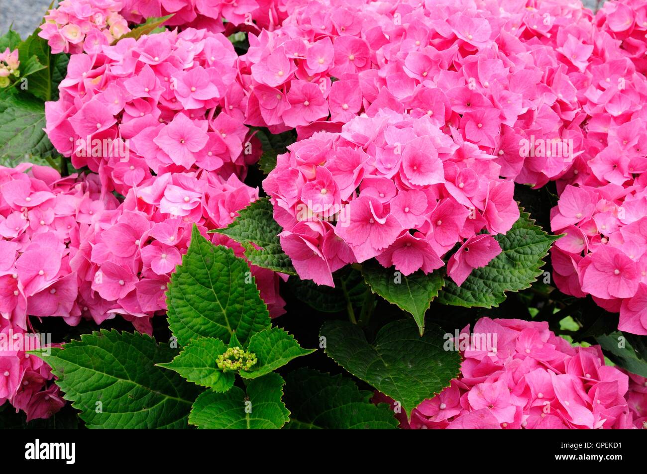 Bella flowers hi-res stock photography and images - Alamy