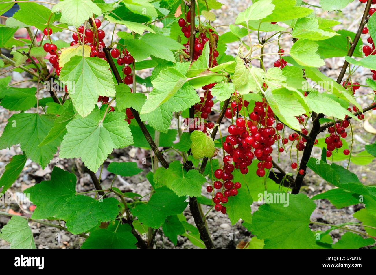 Red currant Bush Rovada Stock Photo - Alamy