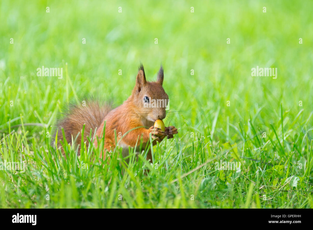 the photograph shows a squirrel on a tree Stock Photo - Alamy