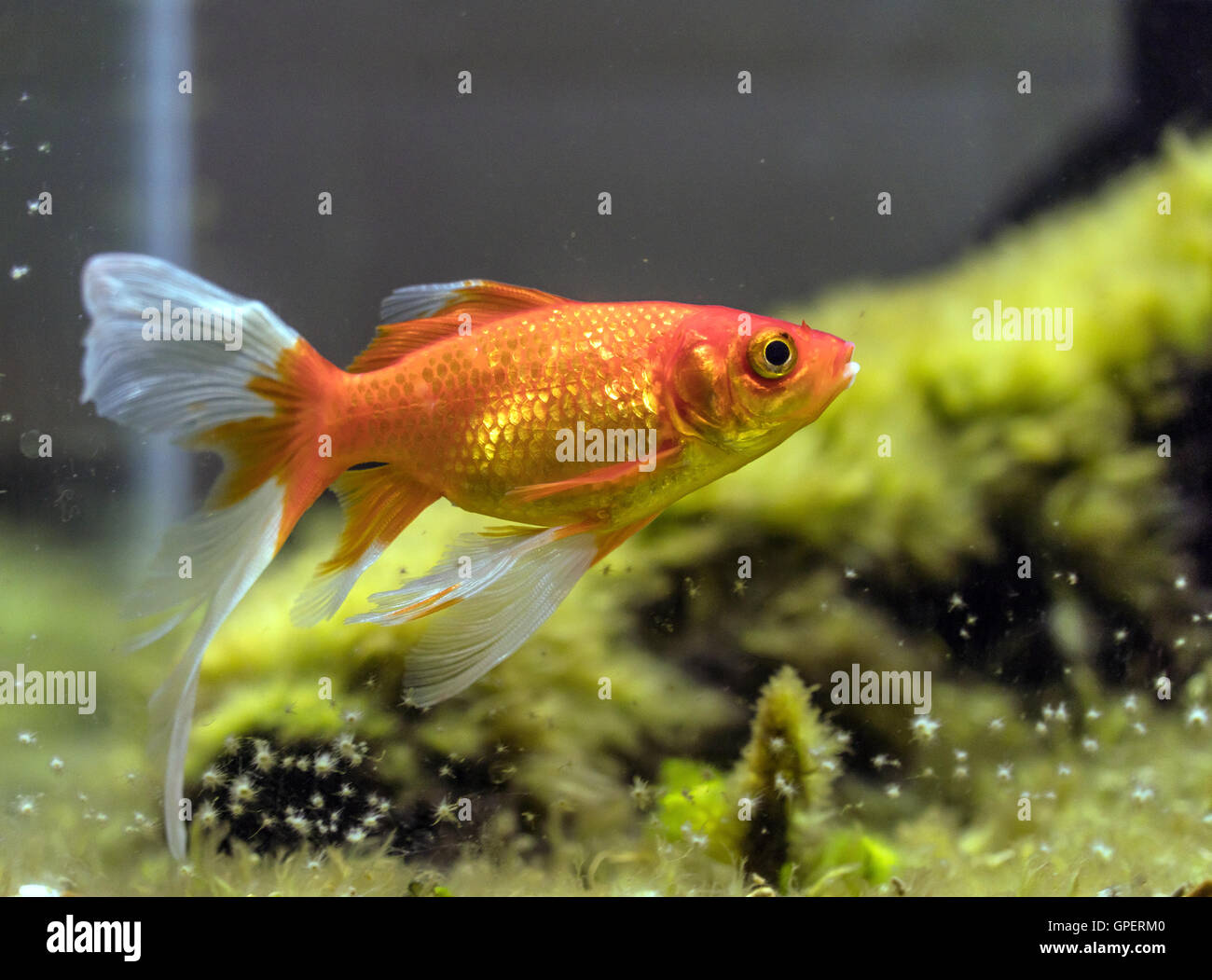 Сomet or comet-tailed goldfish (Carassius auratus) in natural aquarium ...