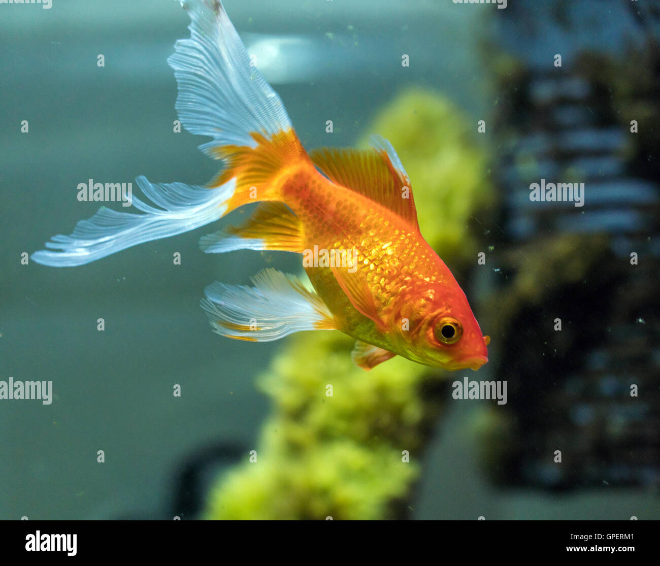 Comet Goldfish Male Or Female