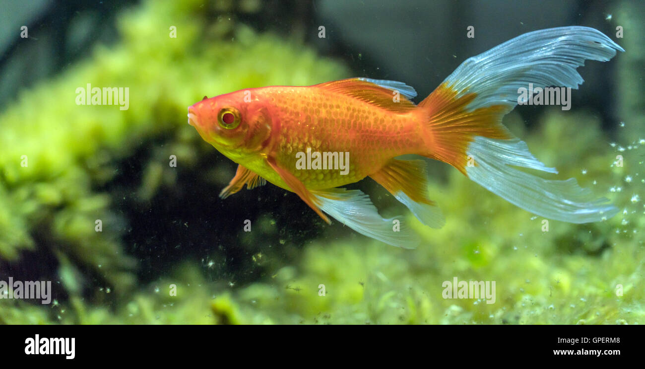 Сomet or comet-tailed goldfish (Carassius auratus) in natural aquarium ...