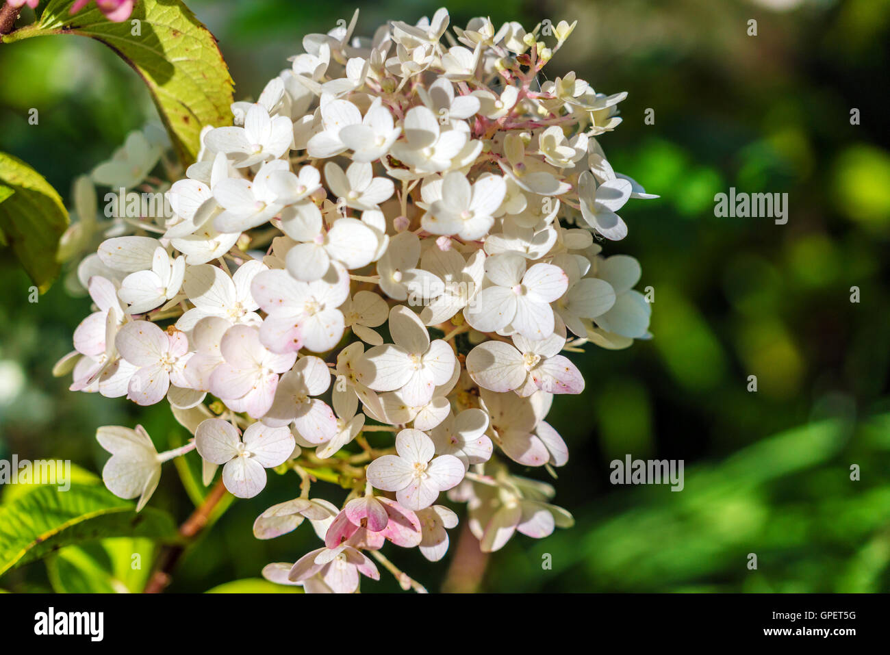 Smooth hydrangea hi-res stock photography and images - Alamy