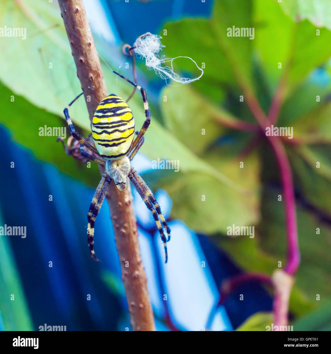 The yellow striped venomous wasp spider (Argiope bruennichi) in ...