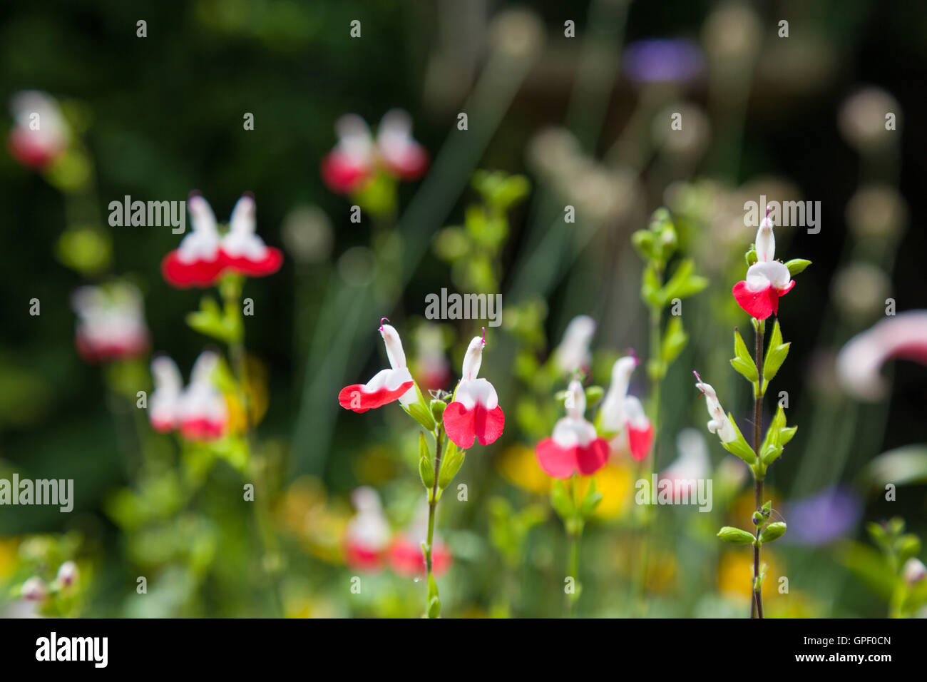 Salvia hot lips hi-res stock photography and images - Alamy
