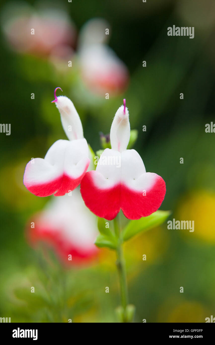 Hot Lips Salvia microphylla sage shrub Stock Photo - Alamy