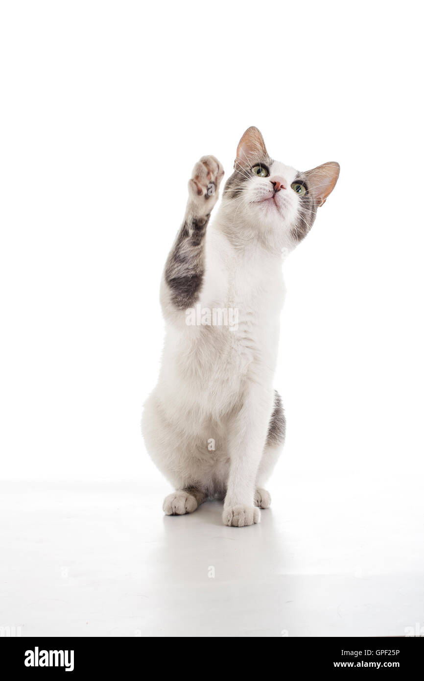 Cute trained cat want to eat in the white background. He born in the ...