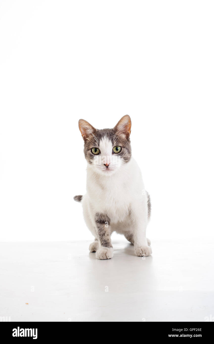 Cute domestic white cat who is born in the photo studio's garden love ...