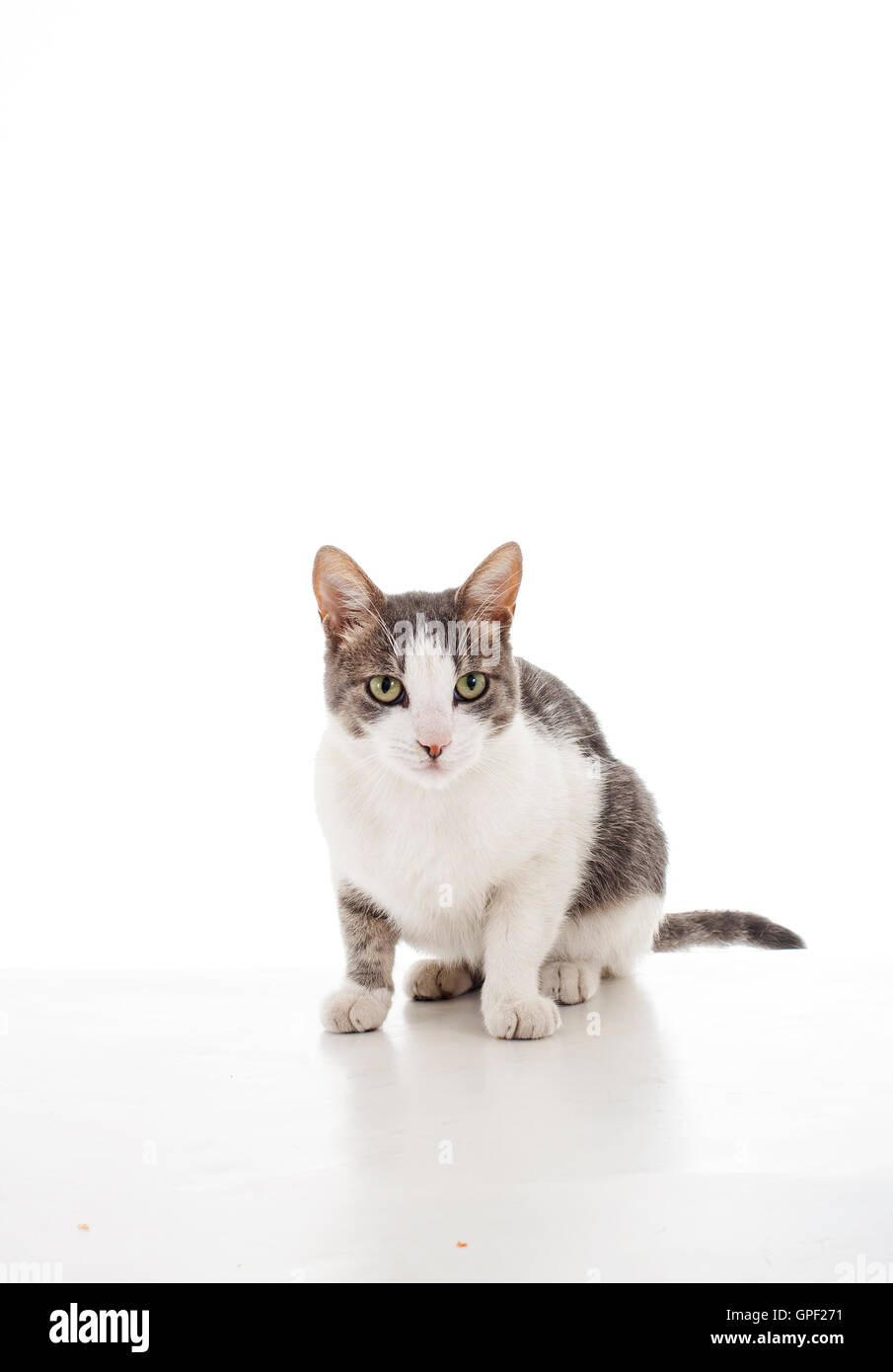 Cute domestic white cat who is born in the photo studio's garden love ...