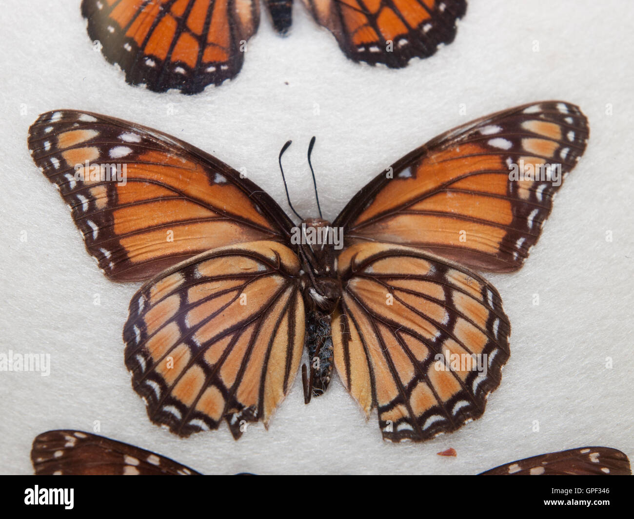 Mounted Monarch Butterfly Danaus plexippus Stock Photo - Alamy