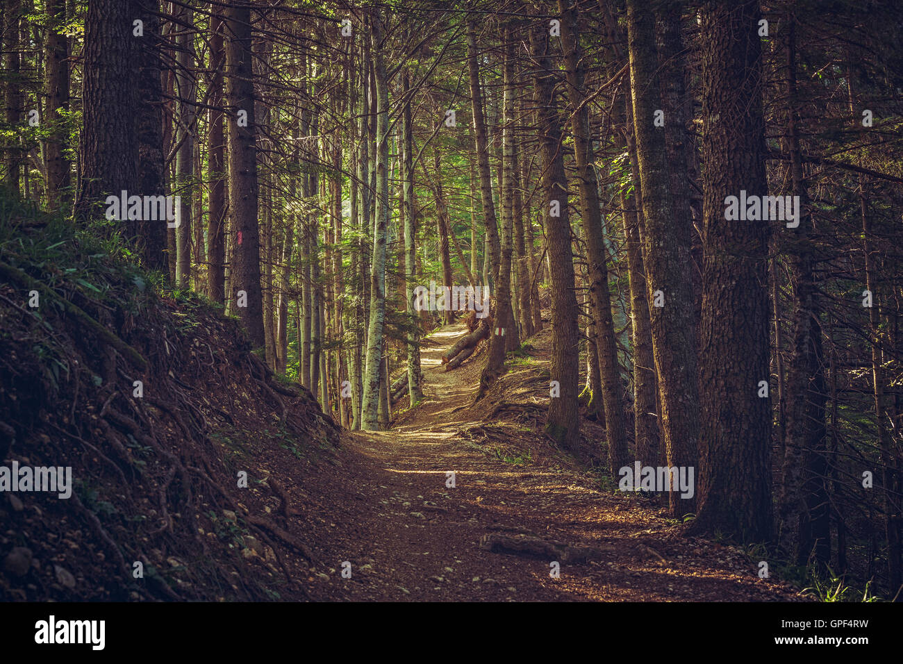 Peaceful landscape with sunny hike path in the thick mountain woods ...