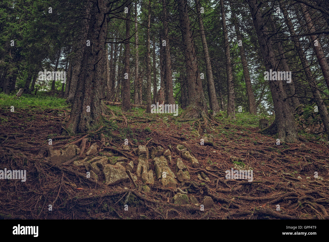 Tree roots in magic pine hi-res stock photography and images - Alamy