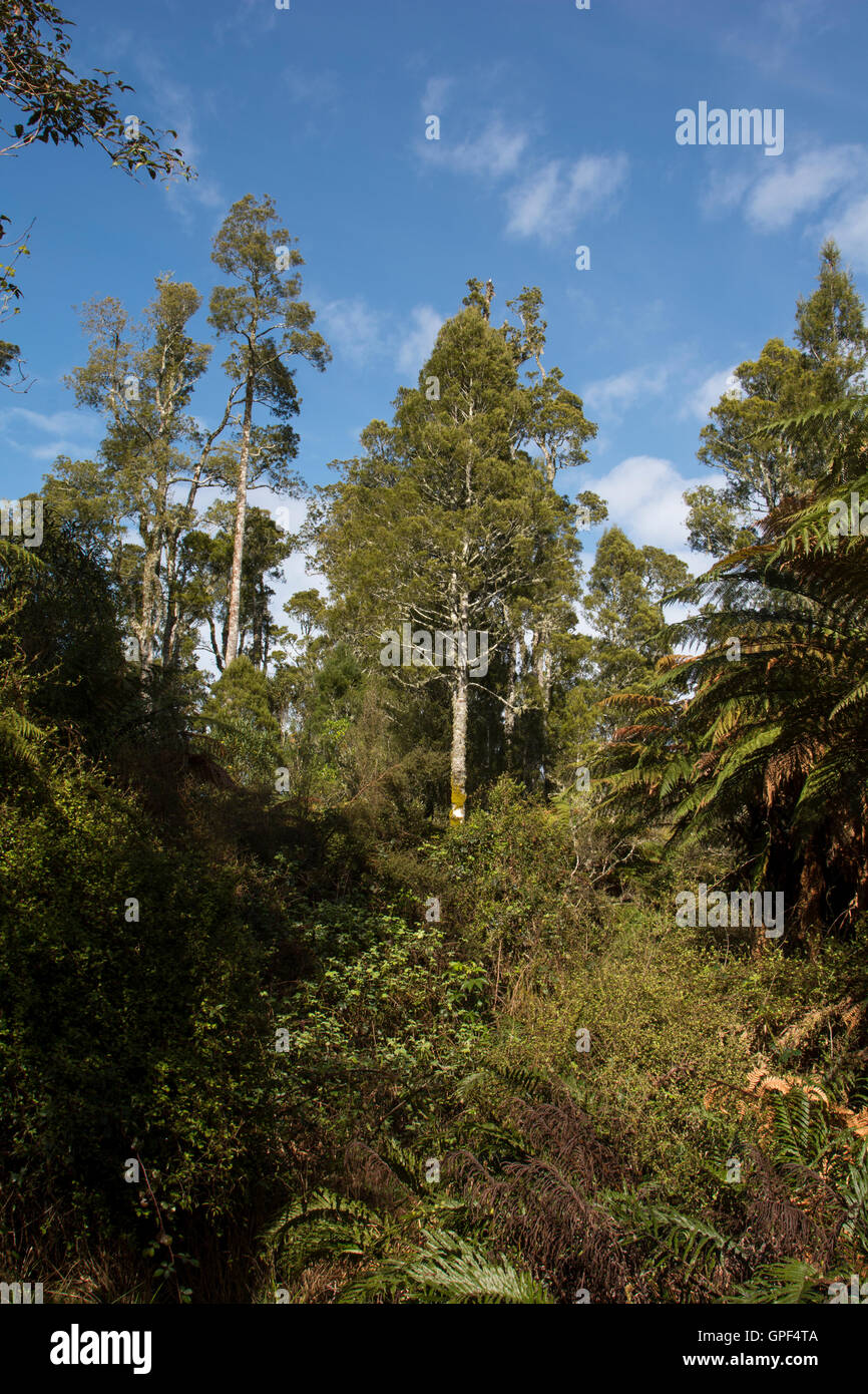 Some of the last remaining parts of the lowland coastal forest at New ...