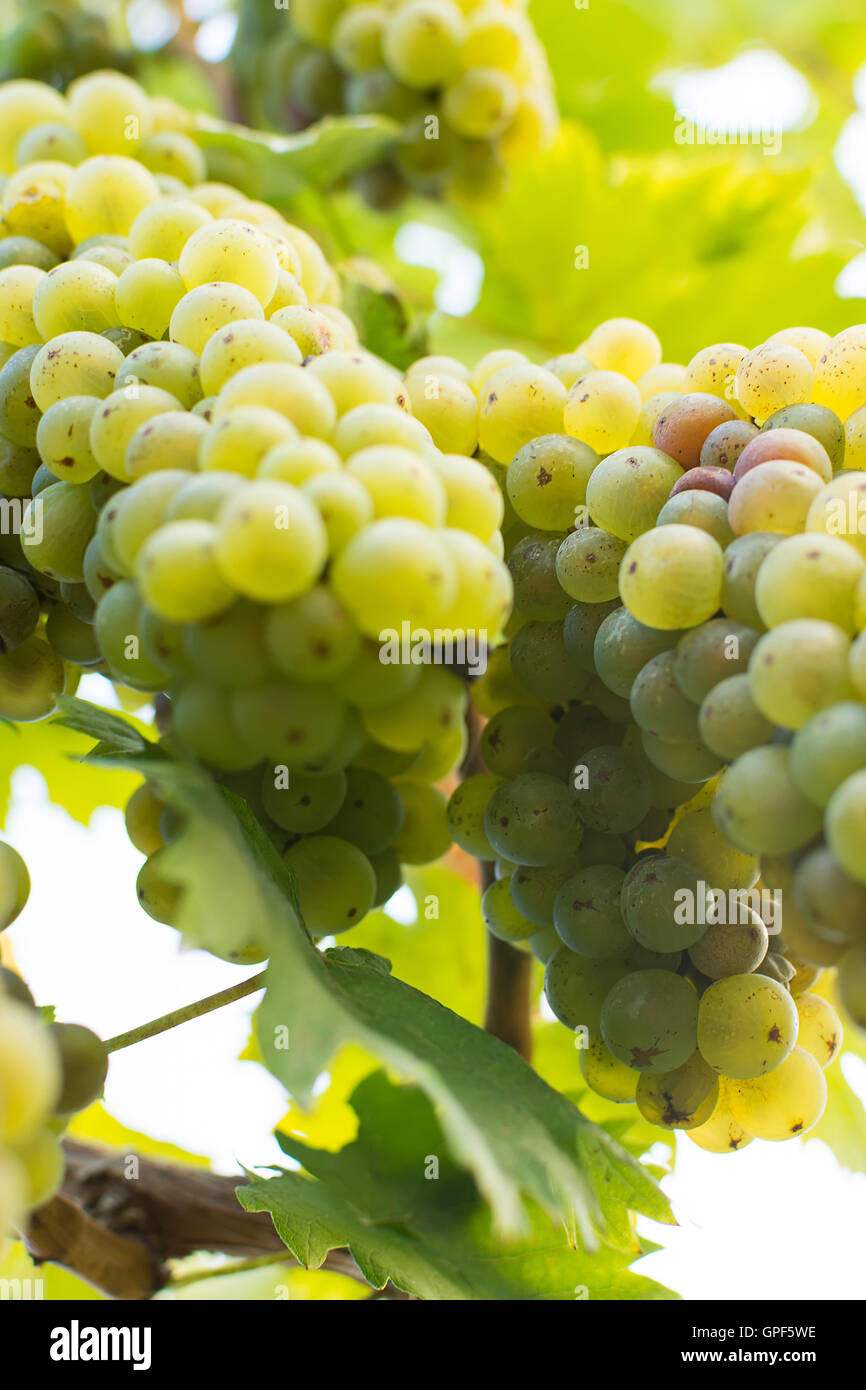 Organic White Grapes in Fall. Ripe Grapes Hang From a Vine. Vineyards ...