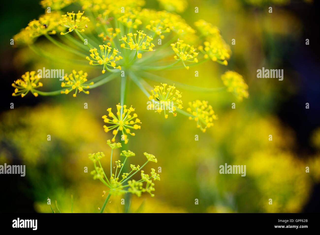 Fresh dill blooming in summer Stock Photo - Alamy
