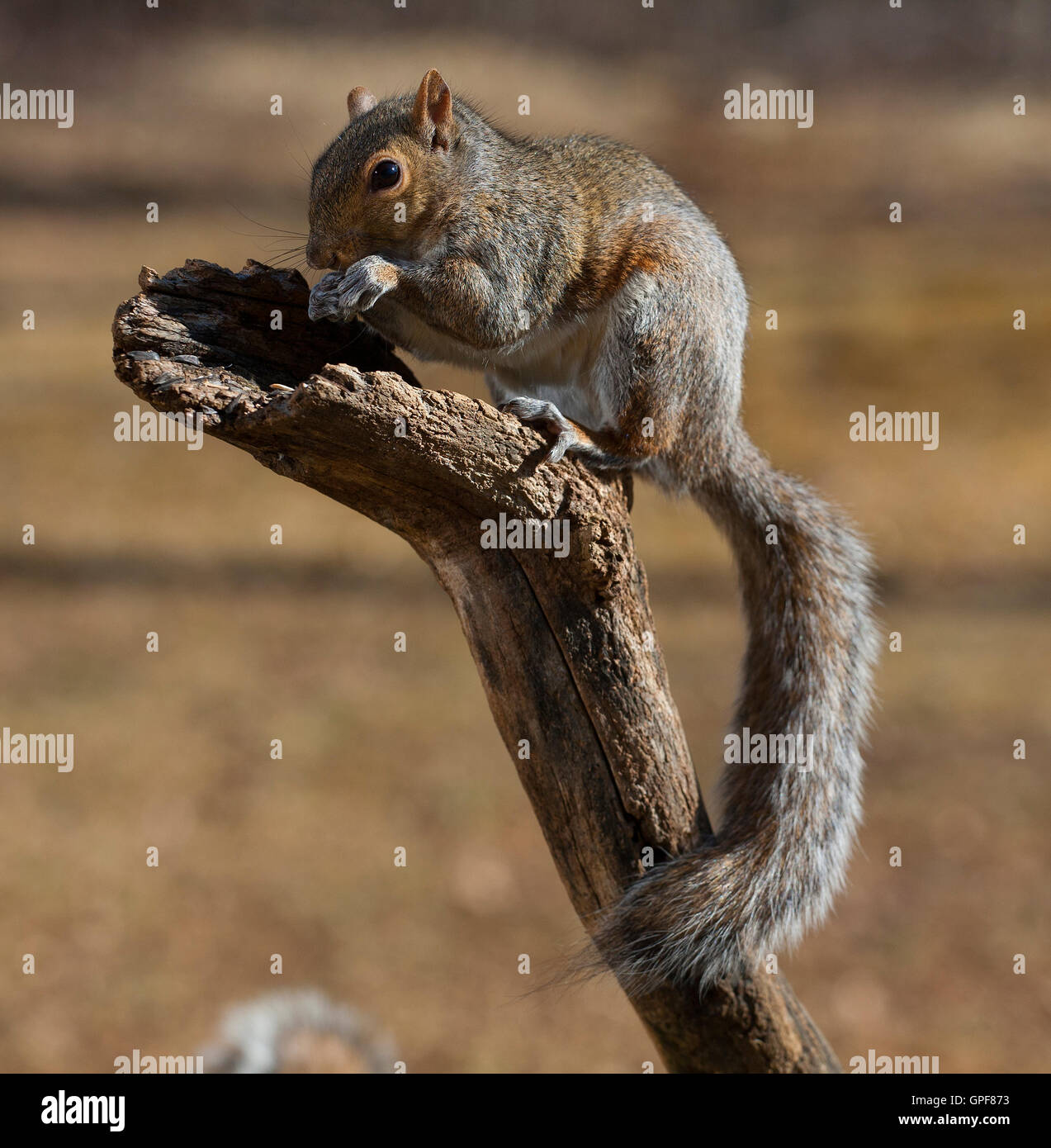 Dead gray squirrel hi-res stock photography and images - Alamy
