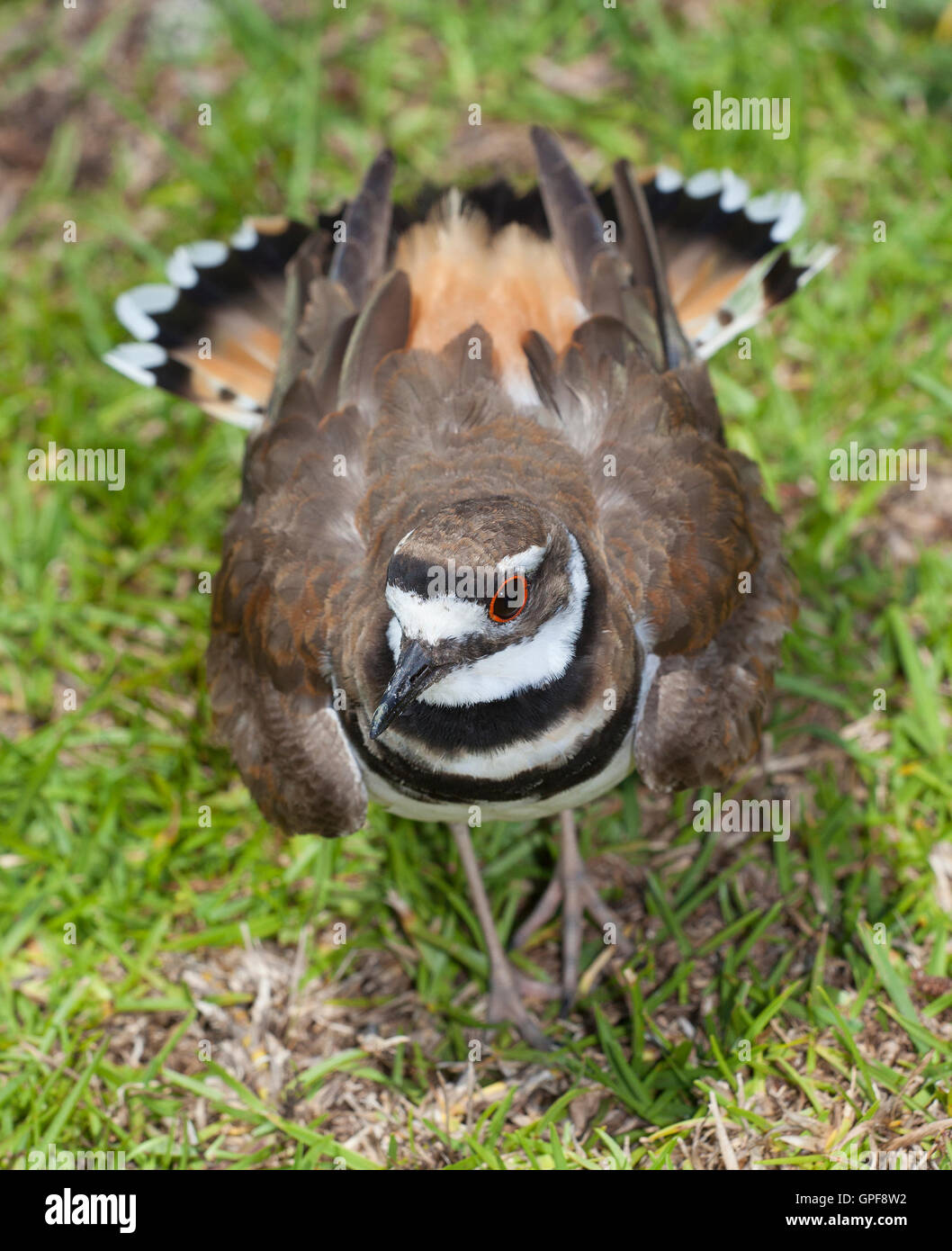 Puffing up feathers hi-res stock photography and images - Alamy