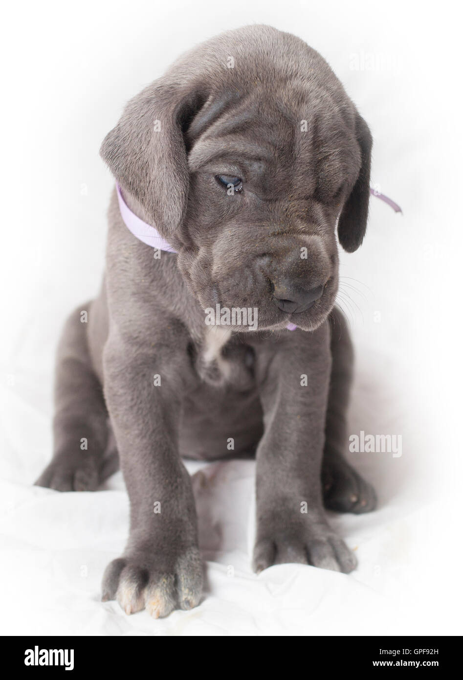 Blue purebred Great Dane puppy on white that looks mad Stock Photo - Alamy