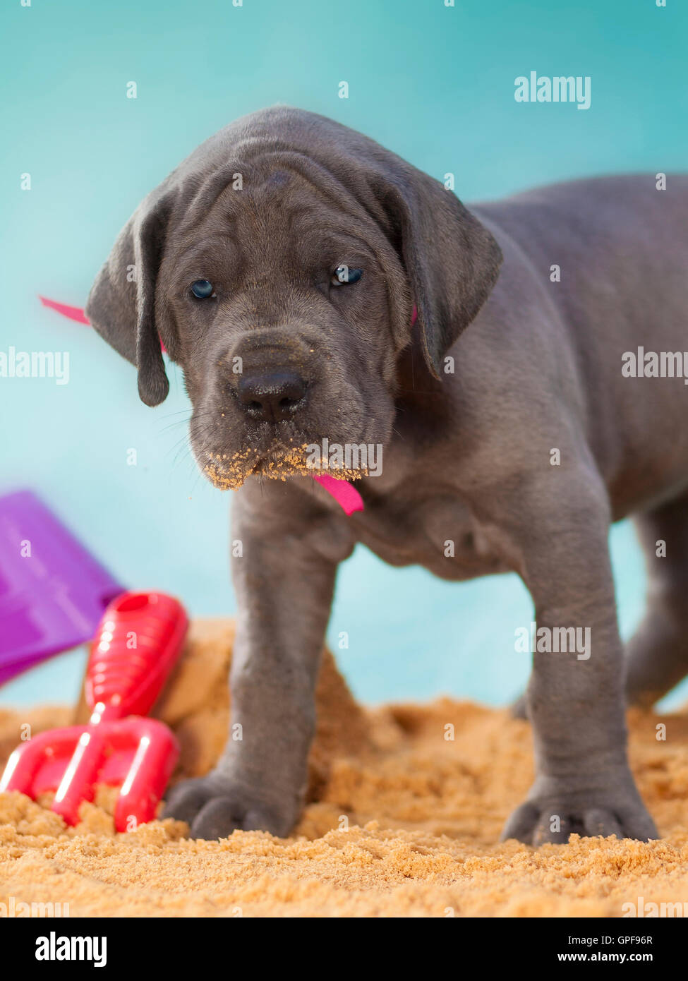 Young Great Dane puppy on sand giving a warm look at the camera Stock ...