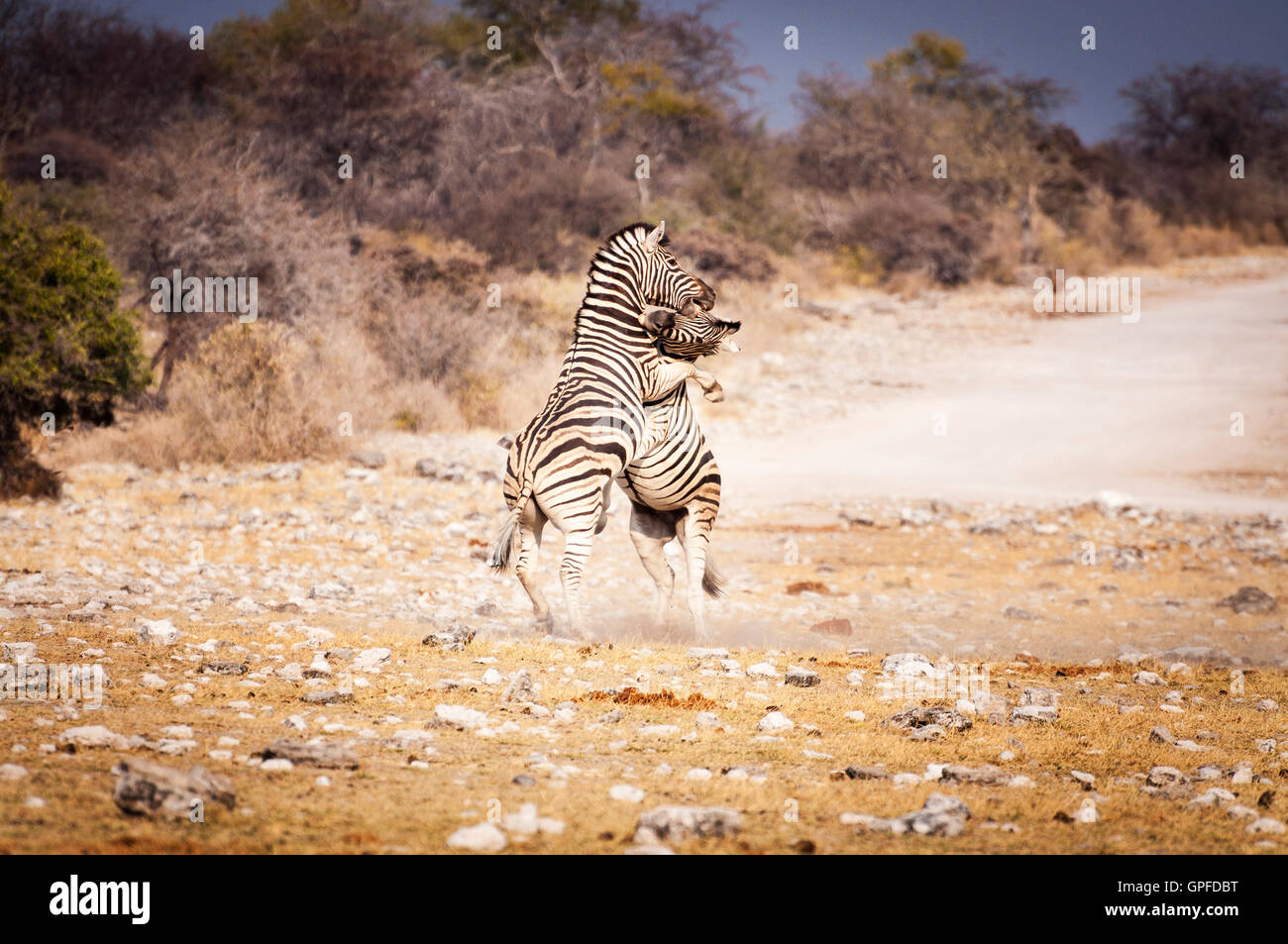 Two zebras fighting in the Etosha National Park, in Namibia, Africa ...