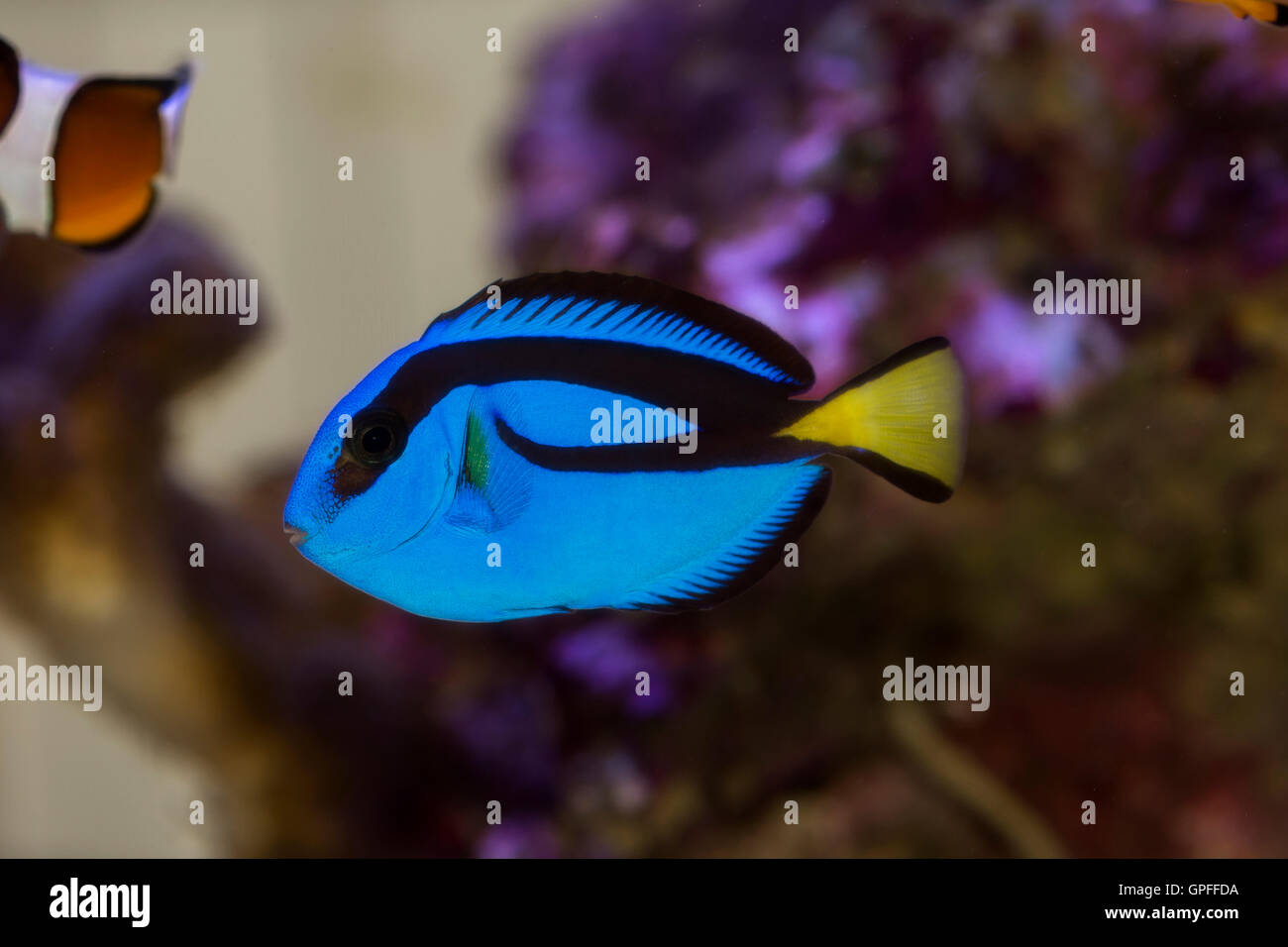 Blue surgeon hi-res stock photography and images - Alamy