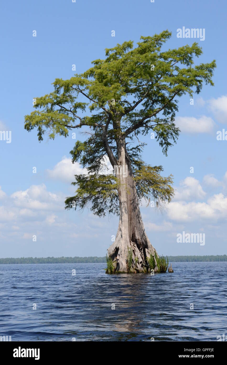 Bald cypress tree virginia hi-res stock photography and images - Alamy