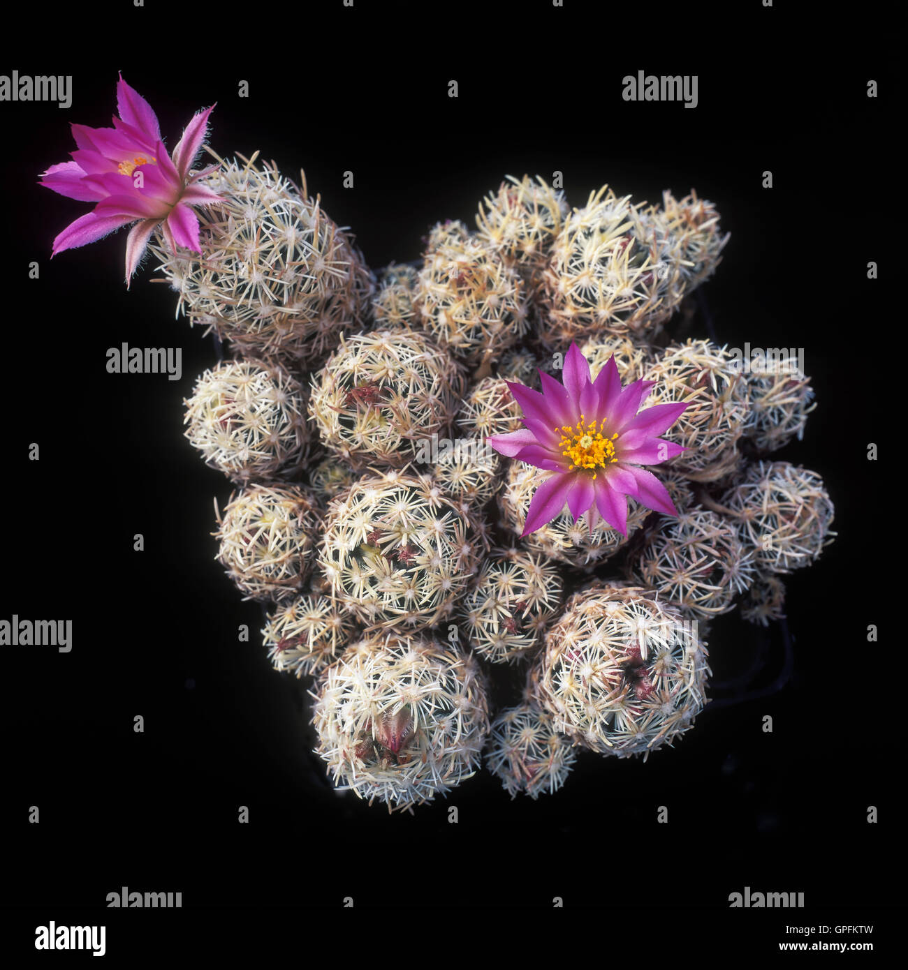 Nellie cory cactus, Escobaria minima Stock Photo - Alamy