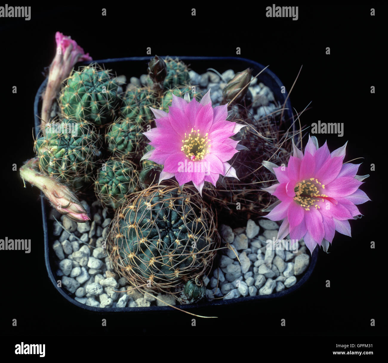 Cactus (Lobivia wrightiana Stock Photo - Alamy