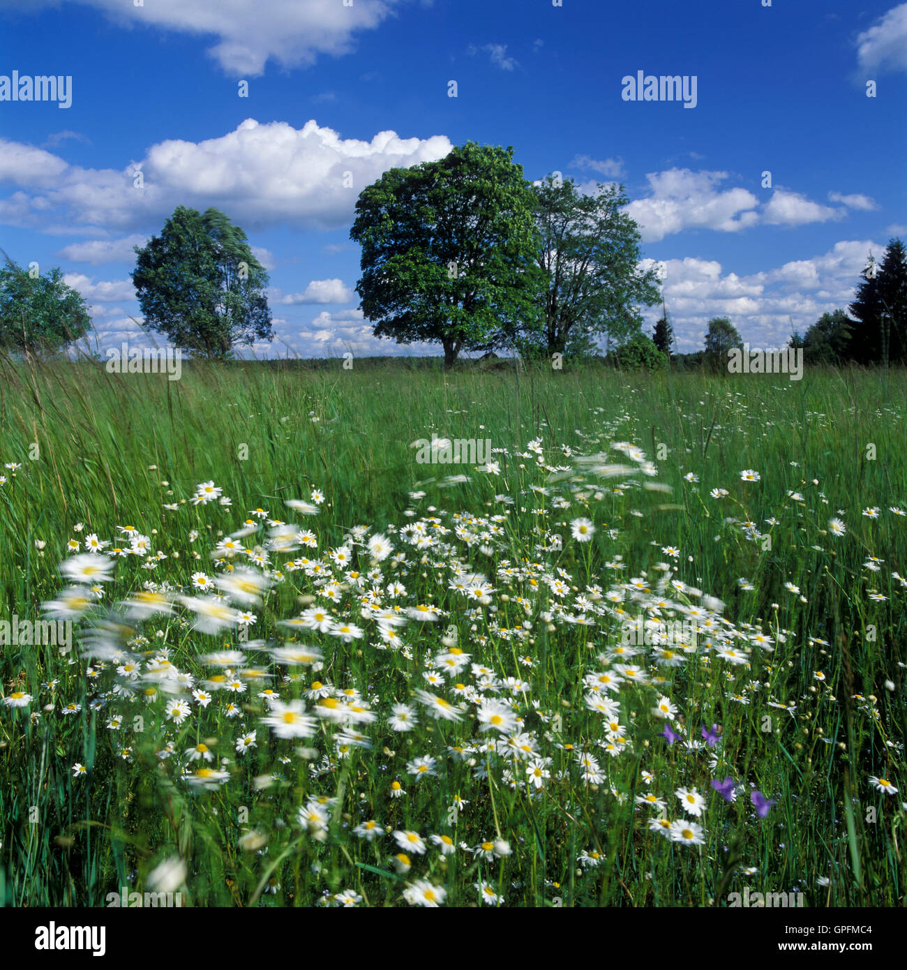 Flowers blowing in the wind, Sweden Stock Photo - Alamy