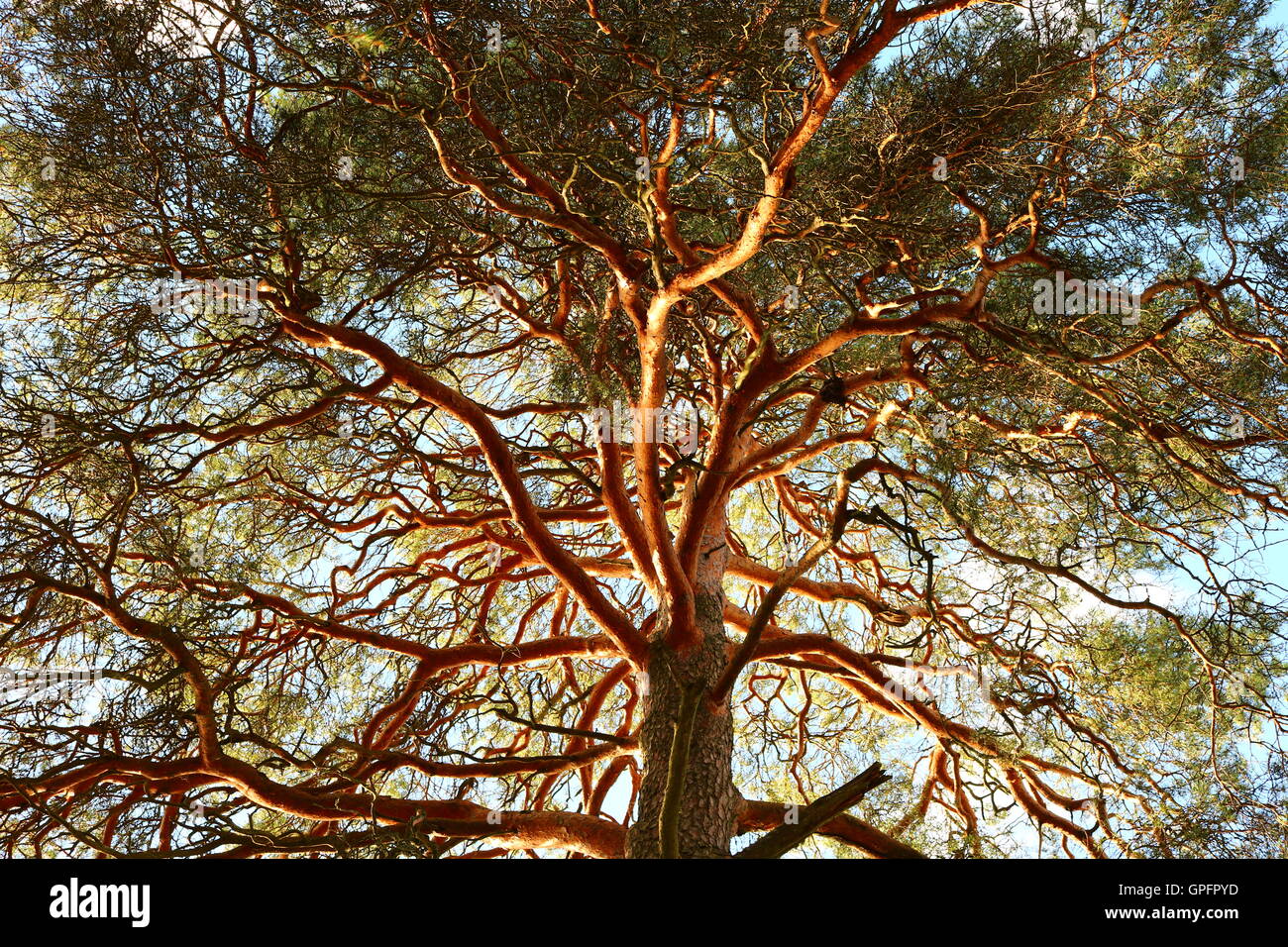 Finnish pine tree hi-res stock photography and images - Alamy