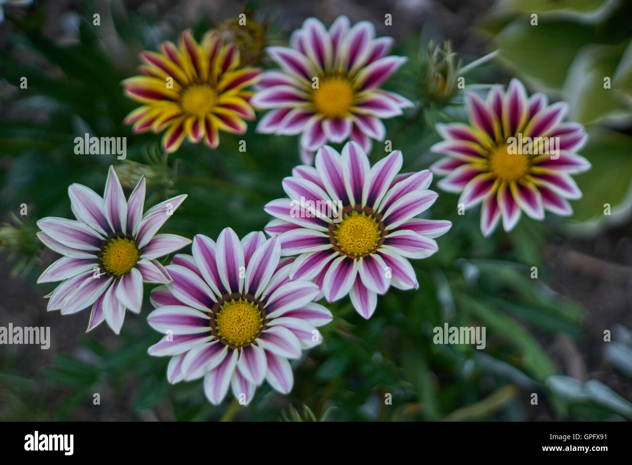 Gazania flowers hi-res stock photography and images - Alamy