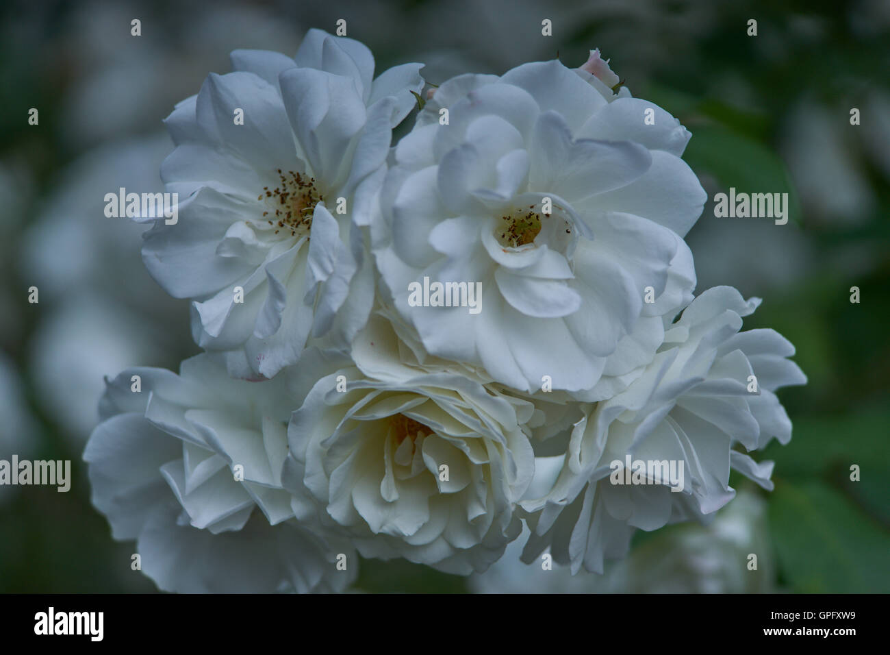 Cluster of blooming white roses close up Stock Photo - Alamy