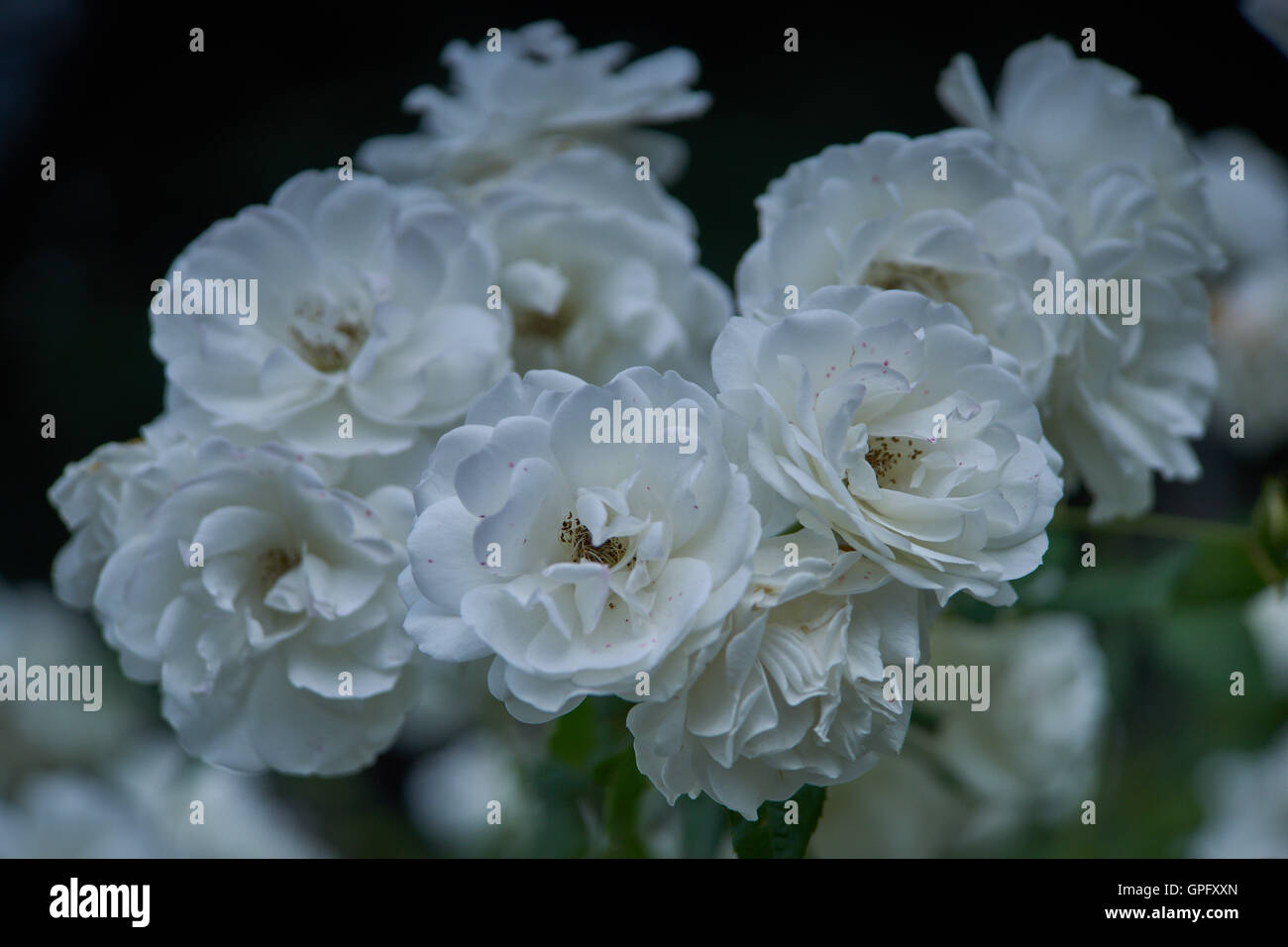 Cluster of blooming white roses close up Stock Photo - Alamy