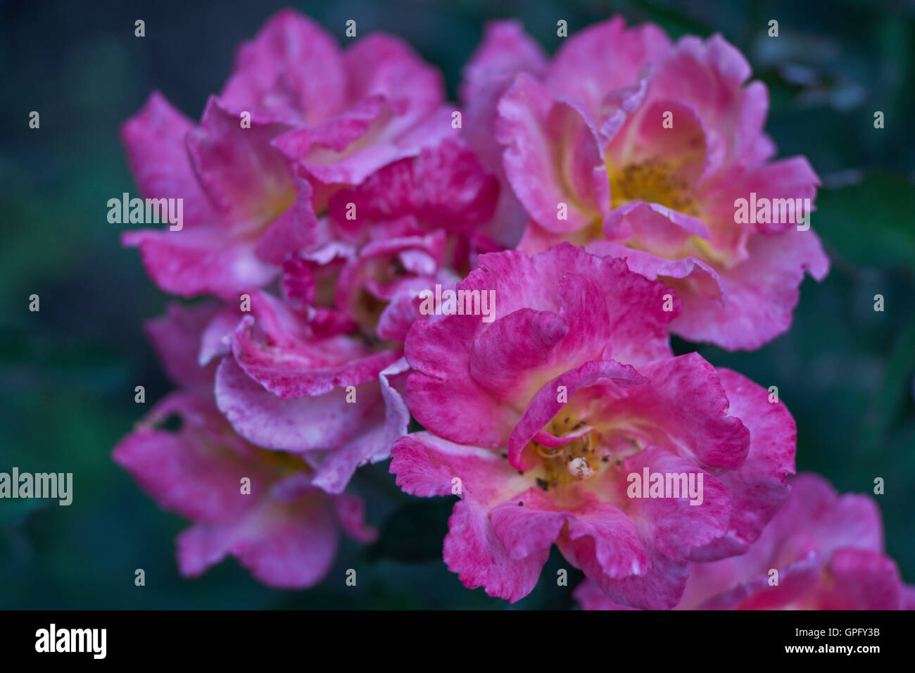 Pink roses close up Stock Photo - Alamy