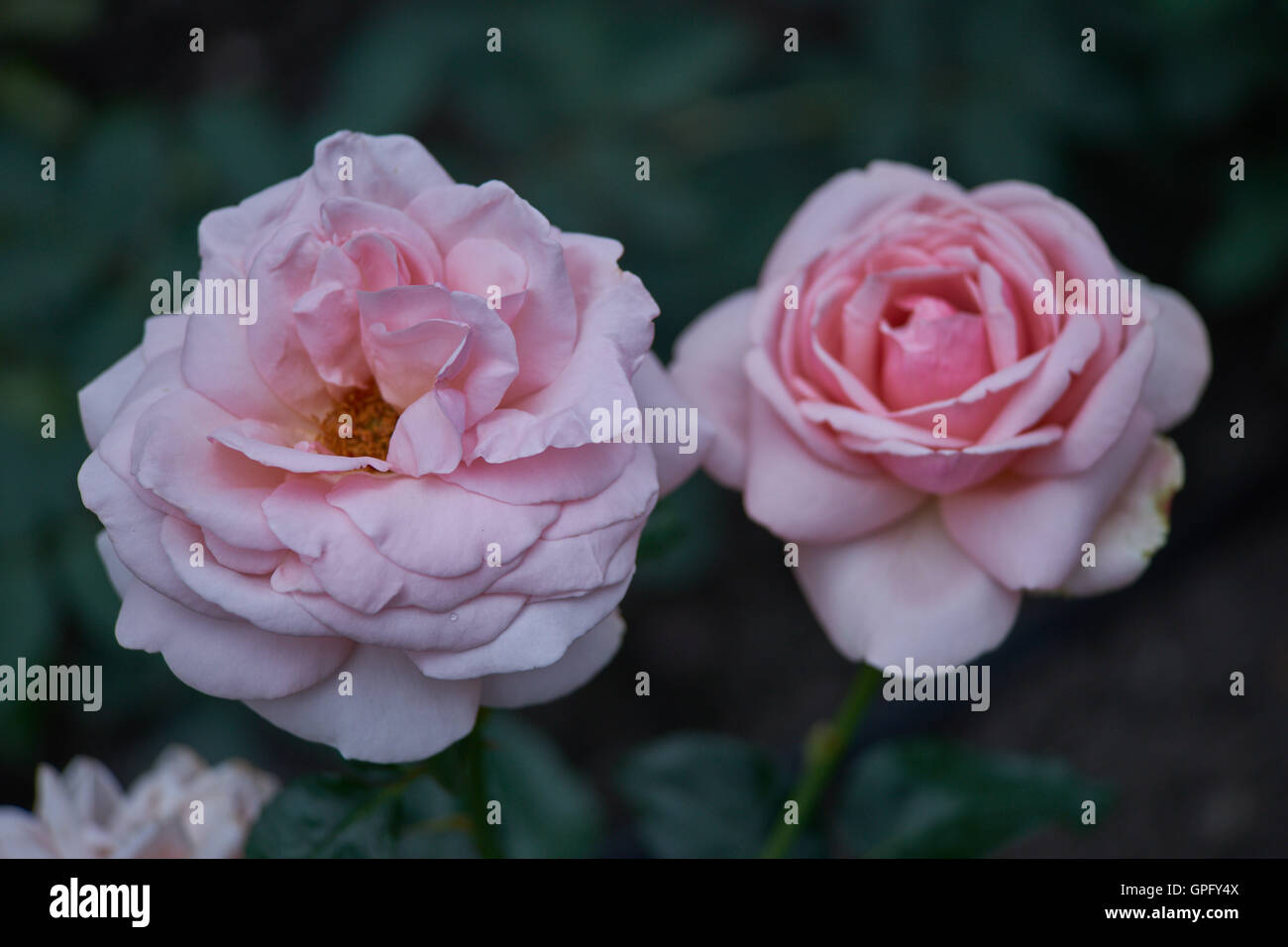Two pink roses close up Stock Photo - Alamy