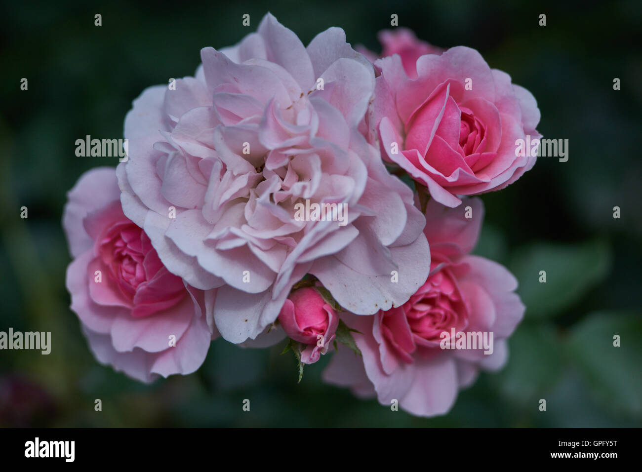 Pink roses close up Stock Photo - Alamy