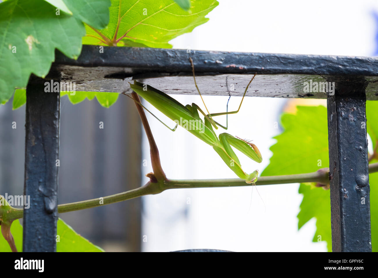 Praying Mantis Mantis religiosa close up Stock Photo - Alamy