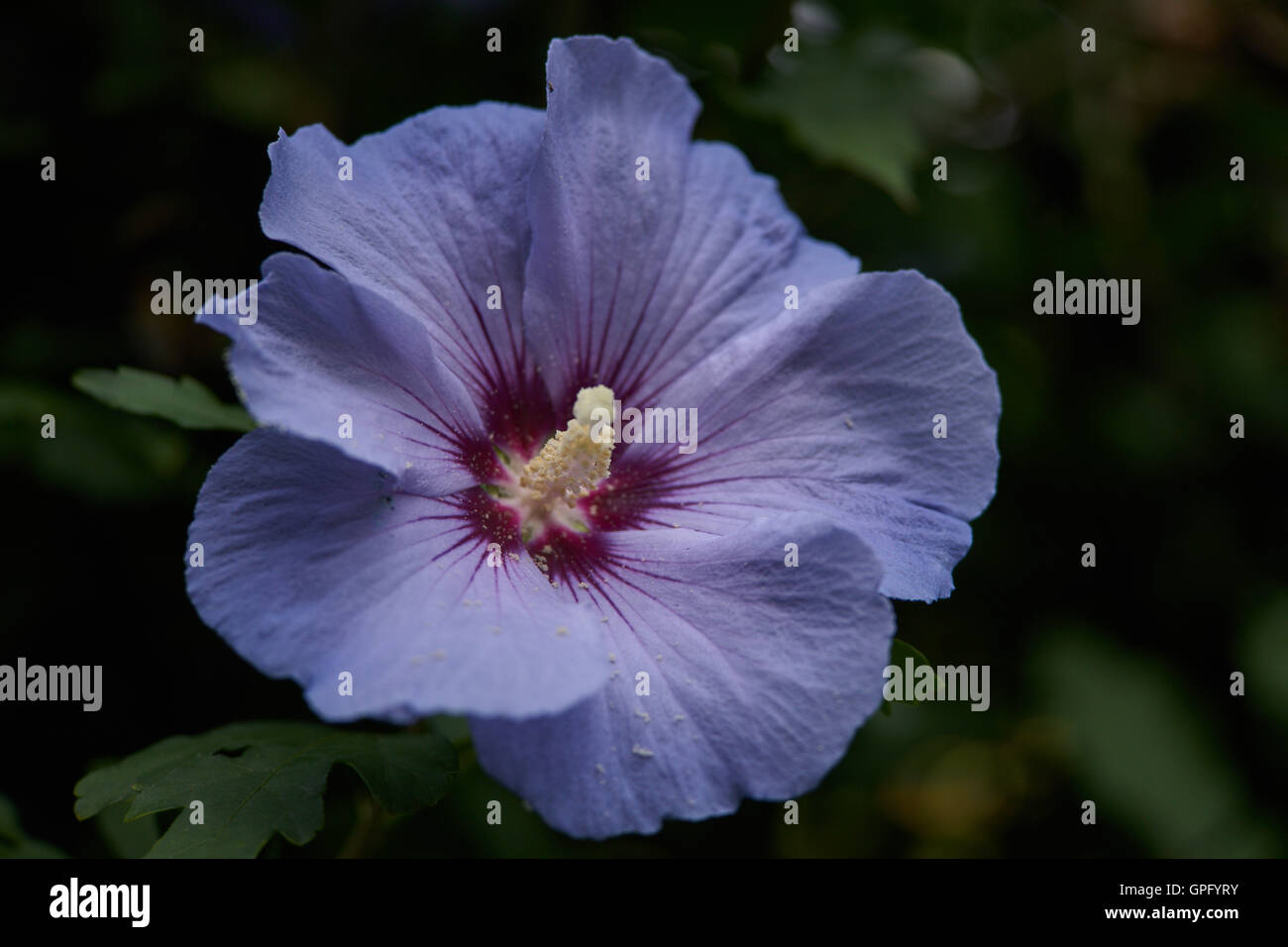 Light violet hibiscus flower close up Stock Photo - Alamy
