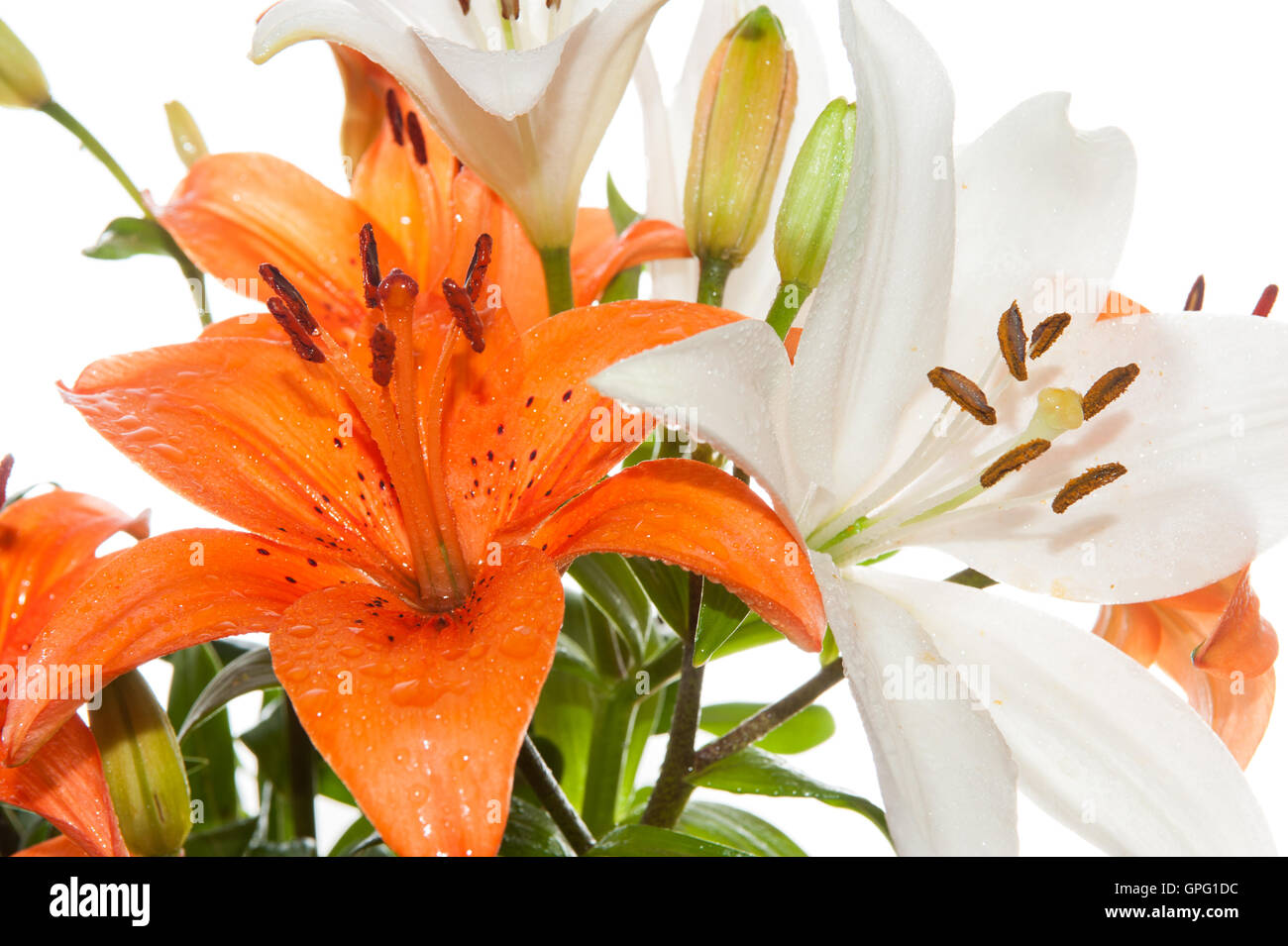 Tiger Lily Stargazer flower wet with morning dew Stock Photo - Alamy