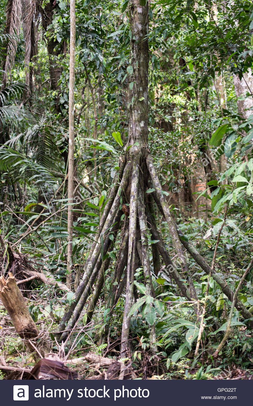 Palm Tree With Roots High Resolution Stock Photography and Images - Alamy