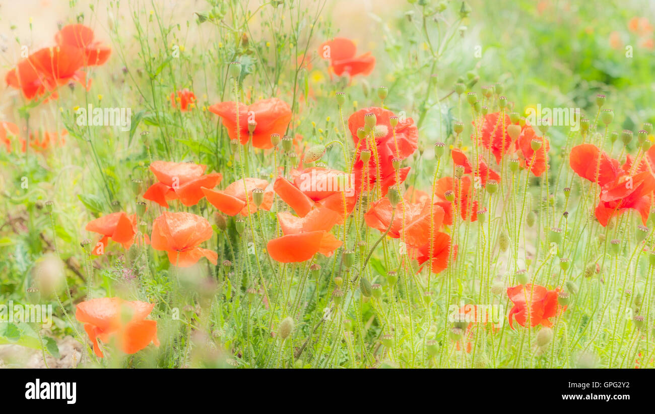 Open poppies hi-res stock photography and images - Alamy