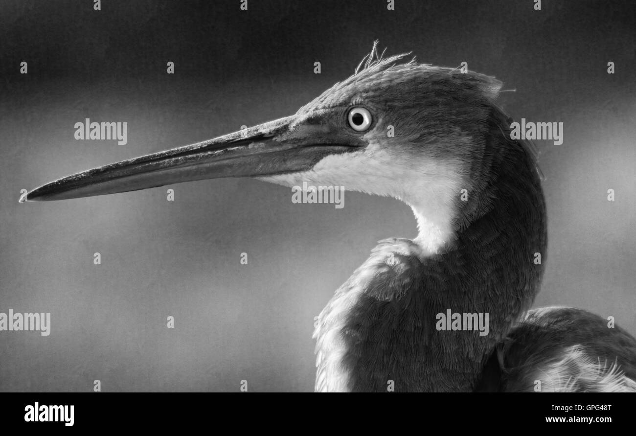 Black and White Portrait of a curious Fledgling Tri-color Heron ...
