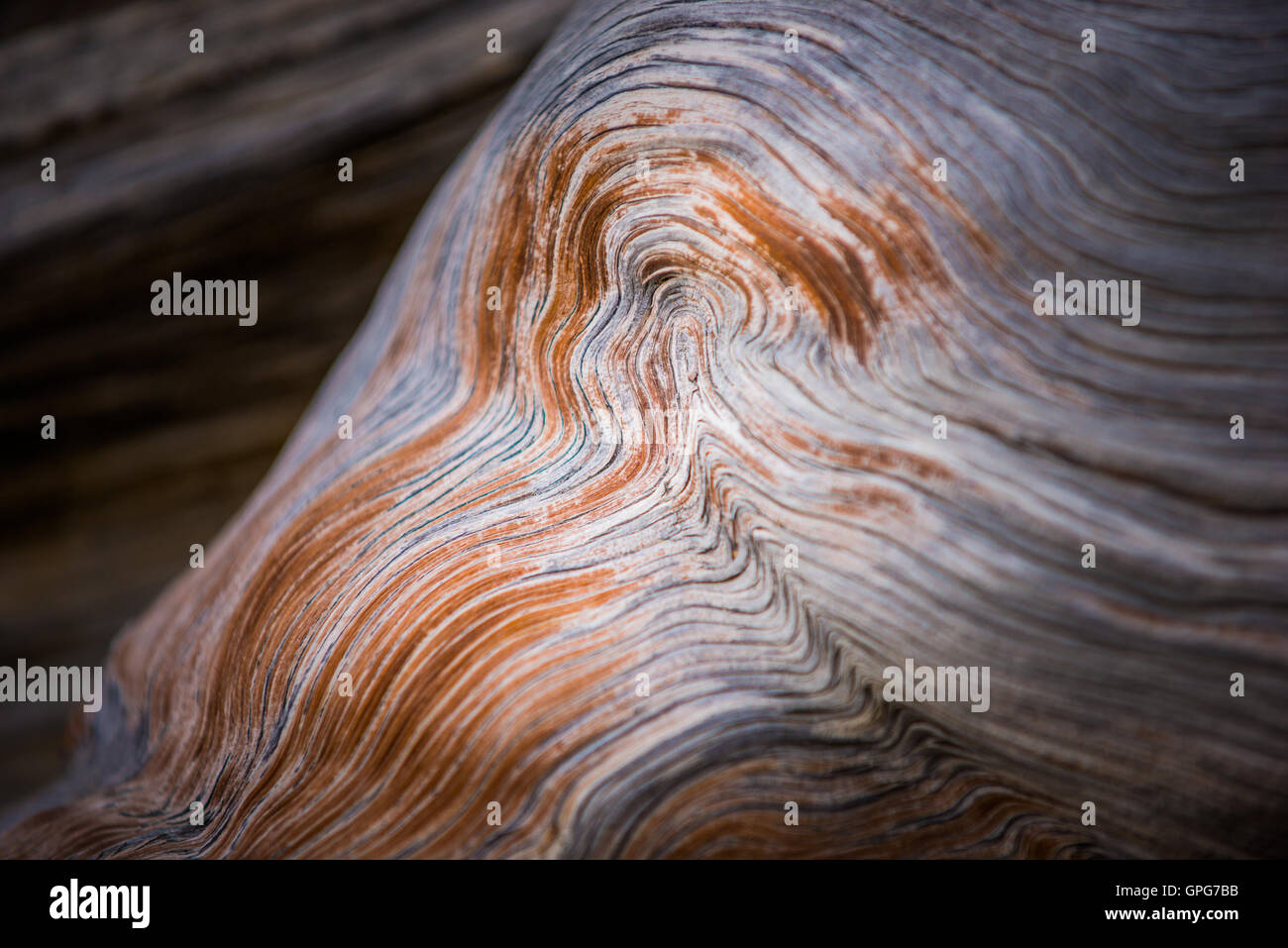 Bristlecone Pine Wood rings close-up background pattern Oldest Trees on ...