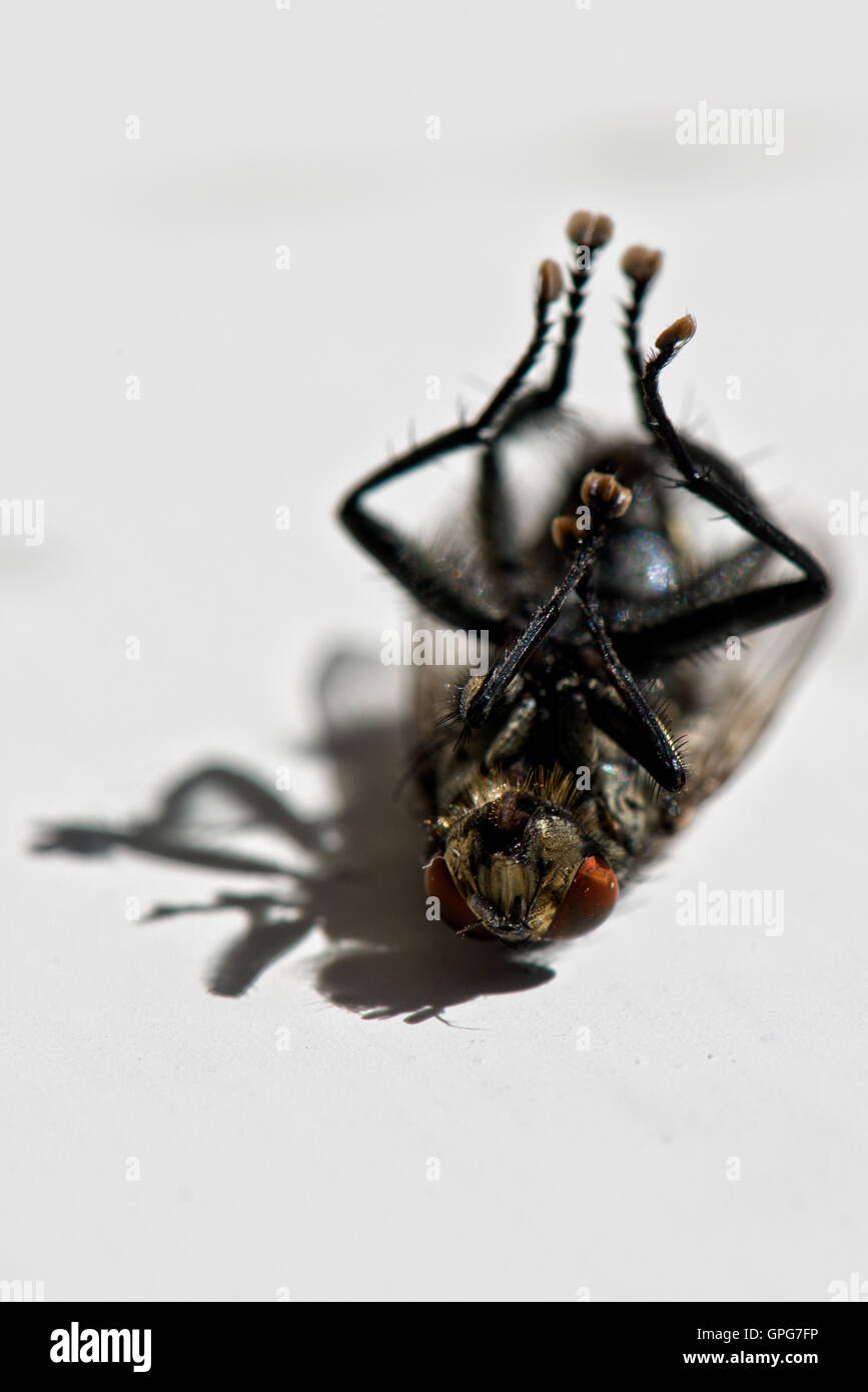 Dead fly window hi-res stock photography and images - Alamy