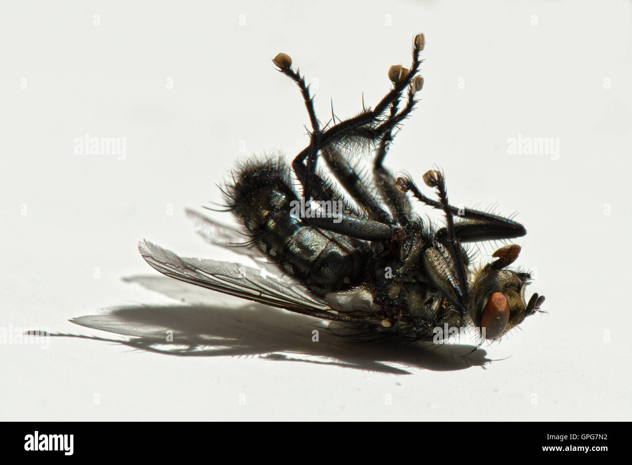A dying Common Flesh Fly Sarcophaga carnaria, close up on a window sill ...