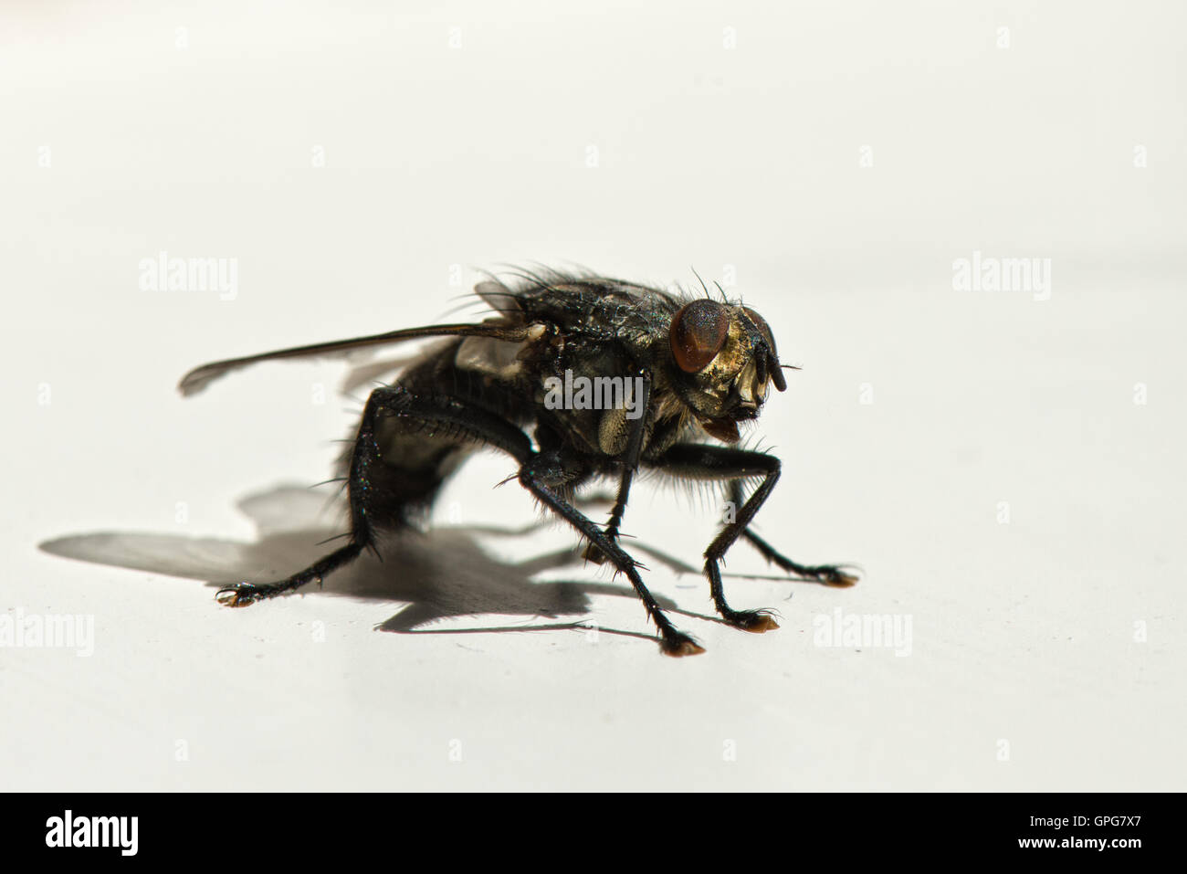 A dying Common Flesh Fly Sarcophaga carnaria, close up on a window sill ...